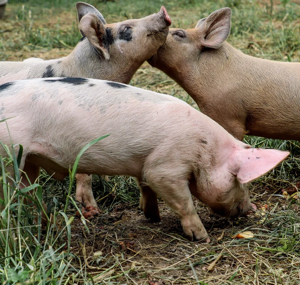 Attractions — Hickory Ridge Orchard