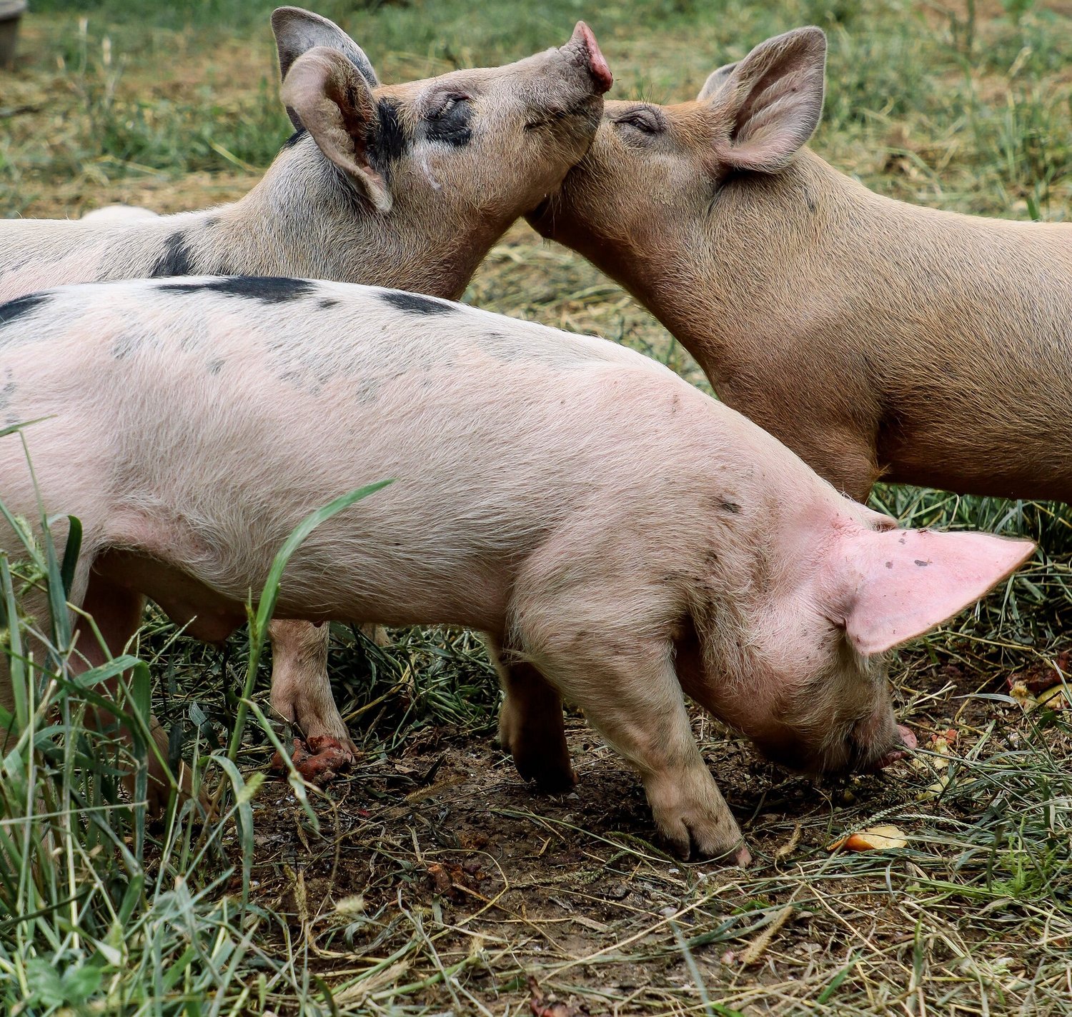Attractions — Hickory Ridge Orchard