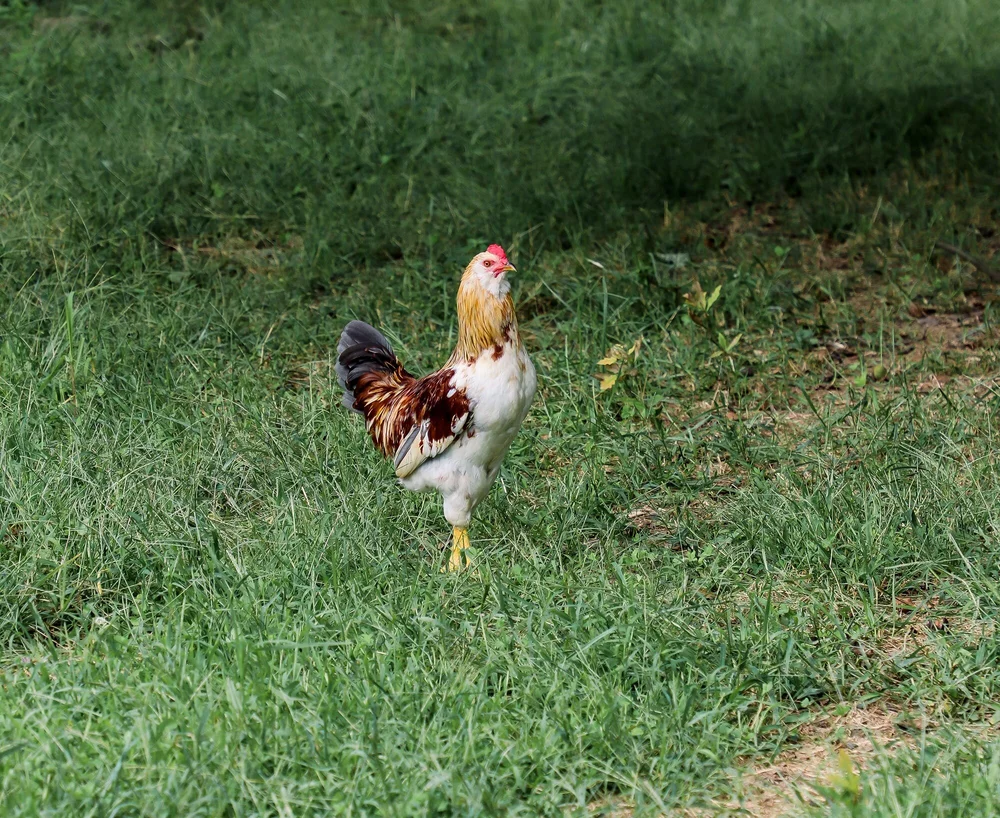 Attractions — Hickory Ridge Orchard