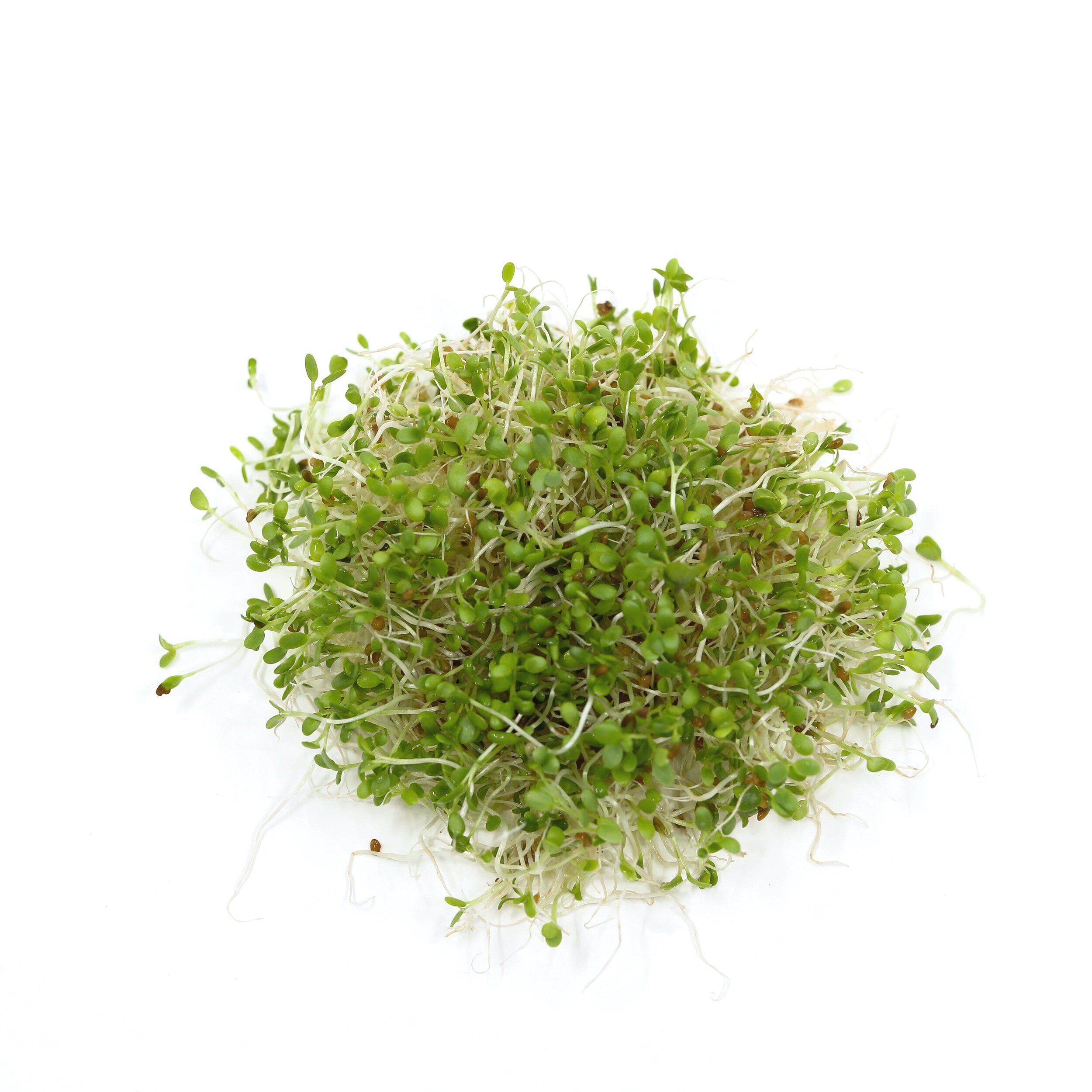 Shop Sprouting Supplies and Seed — Sprout Club