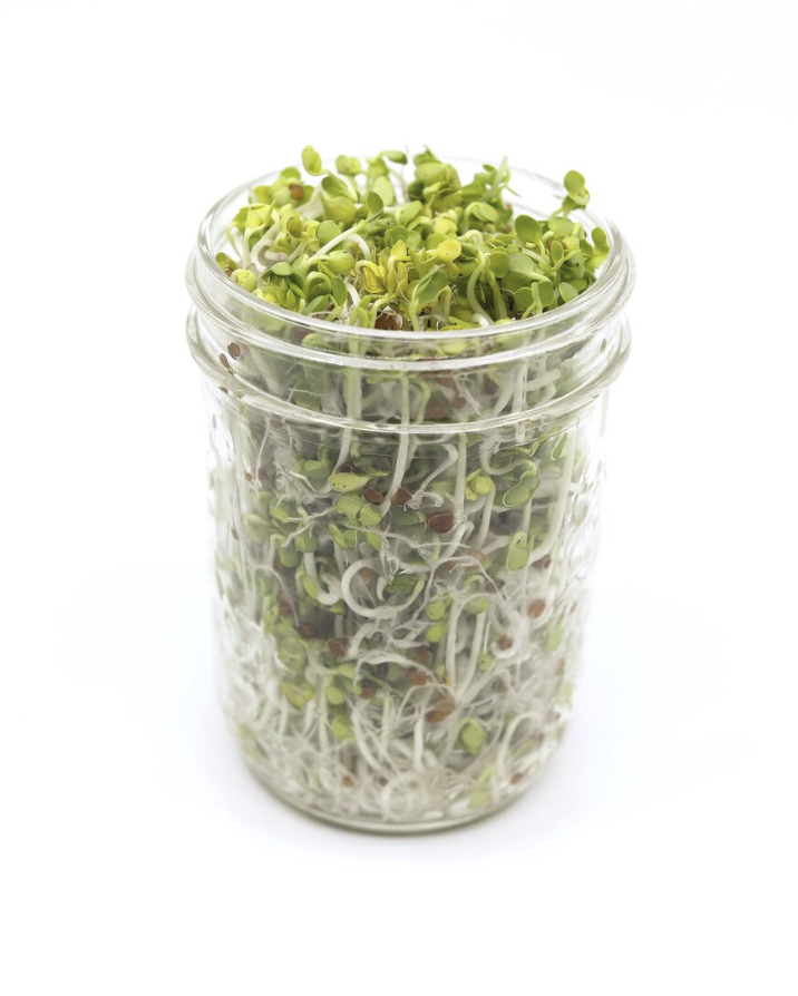 Shop Sprouting Supplies and Seed — Sprout Club