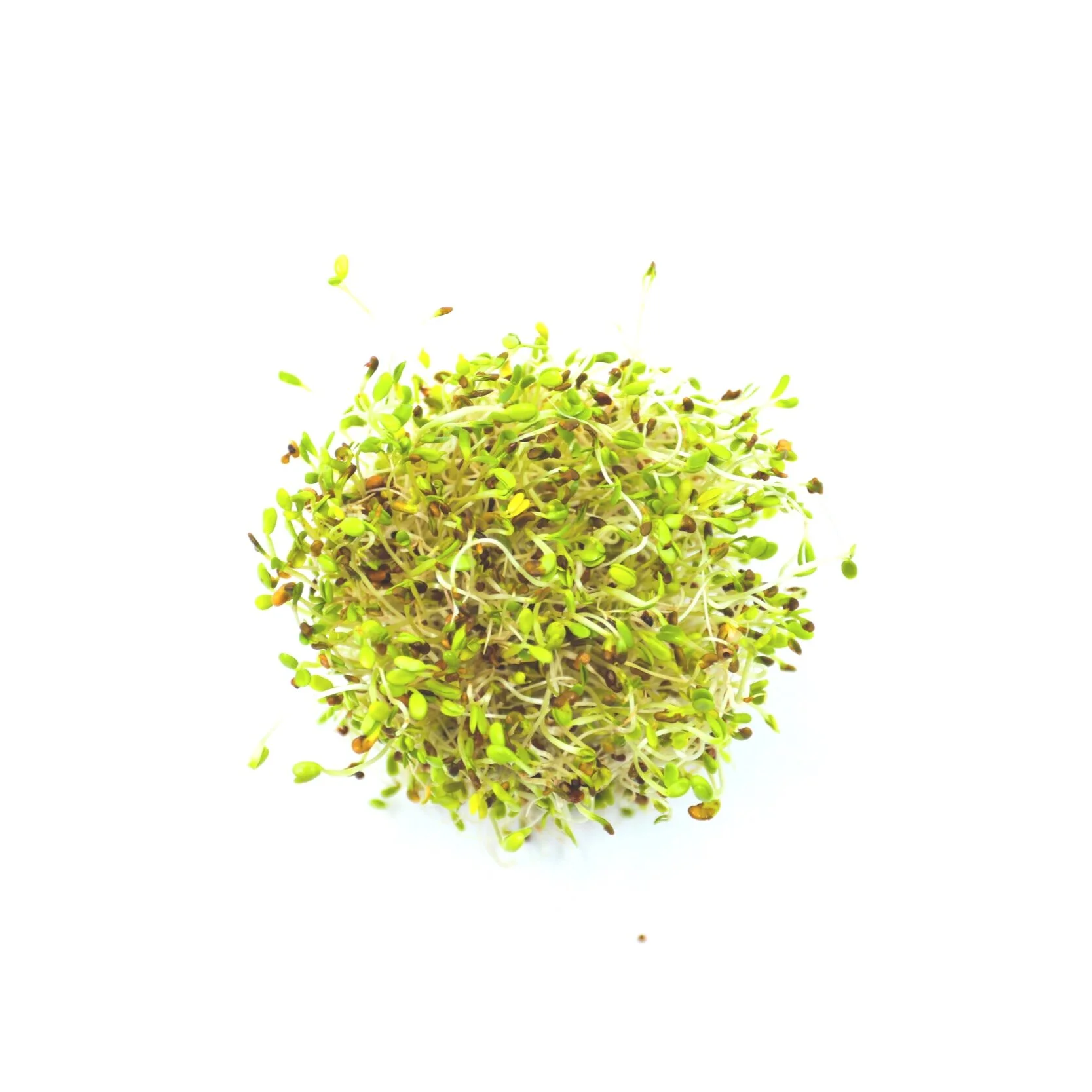 Shop Sprouting Supplies and Seed — Sprout Club