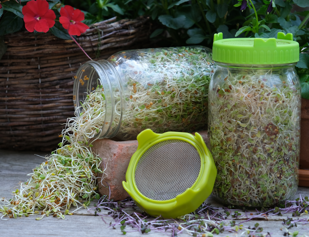 Shop Sprouting Supplies and Seed — Sprout Club