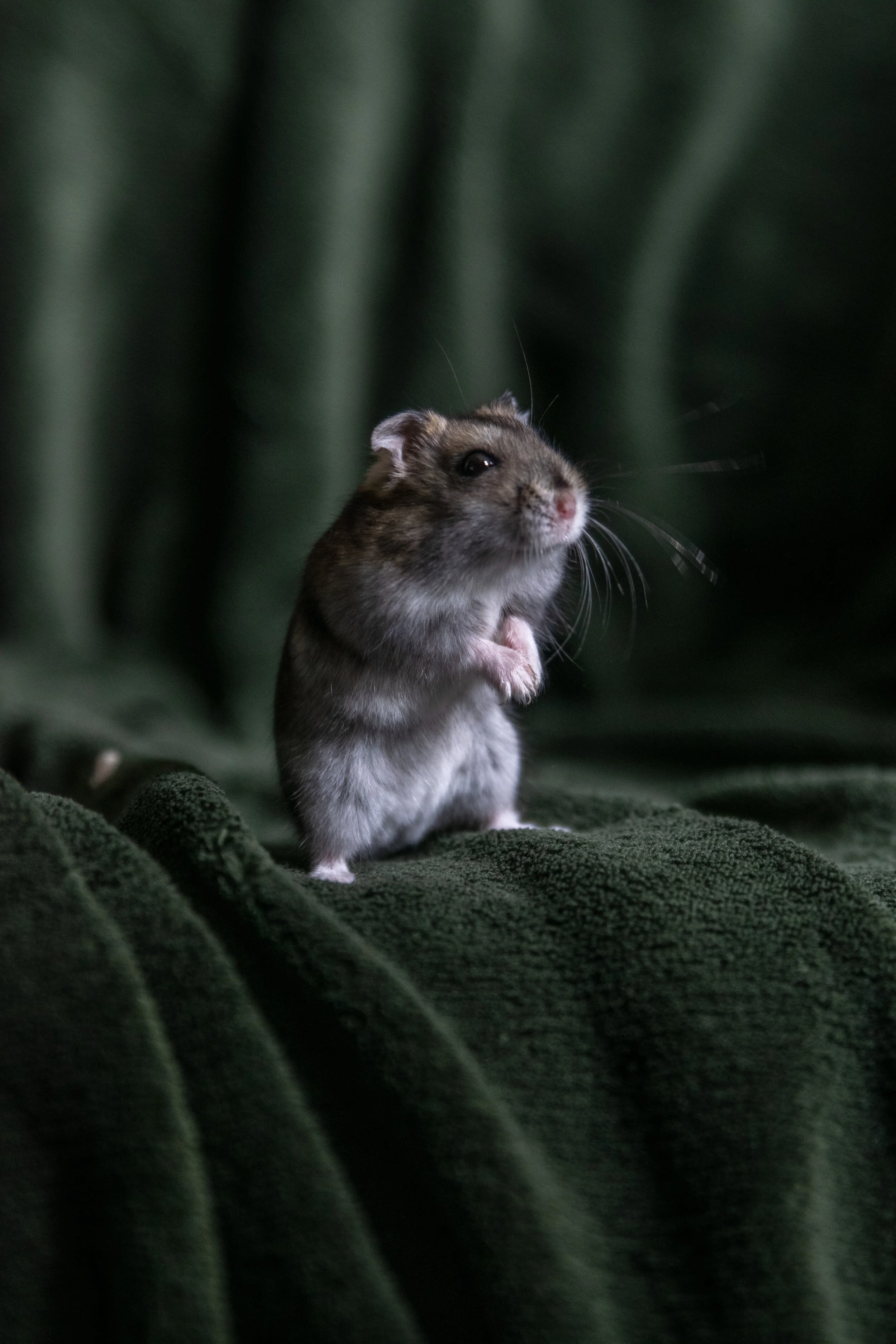 Types of Mice in Central Washington — Harvest Valley Pest Control