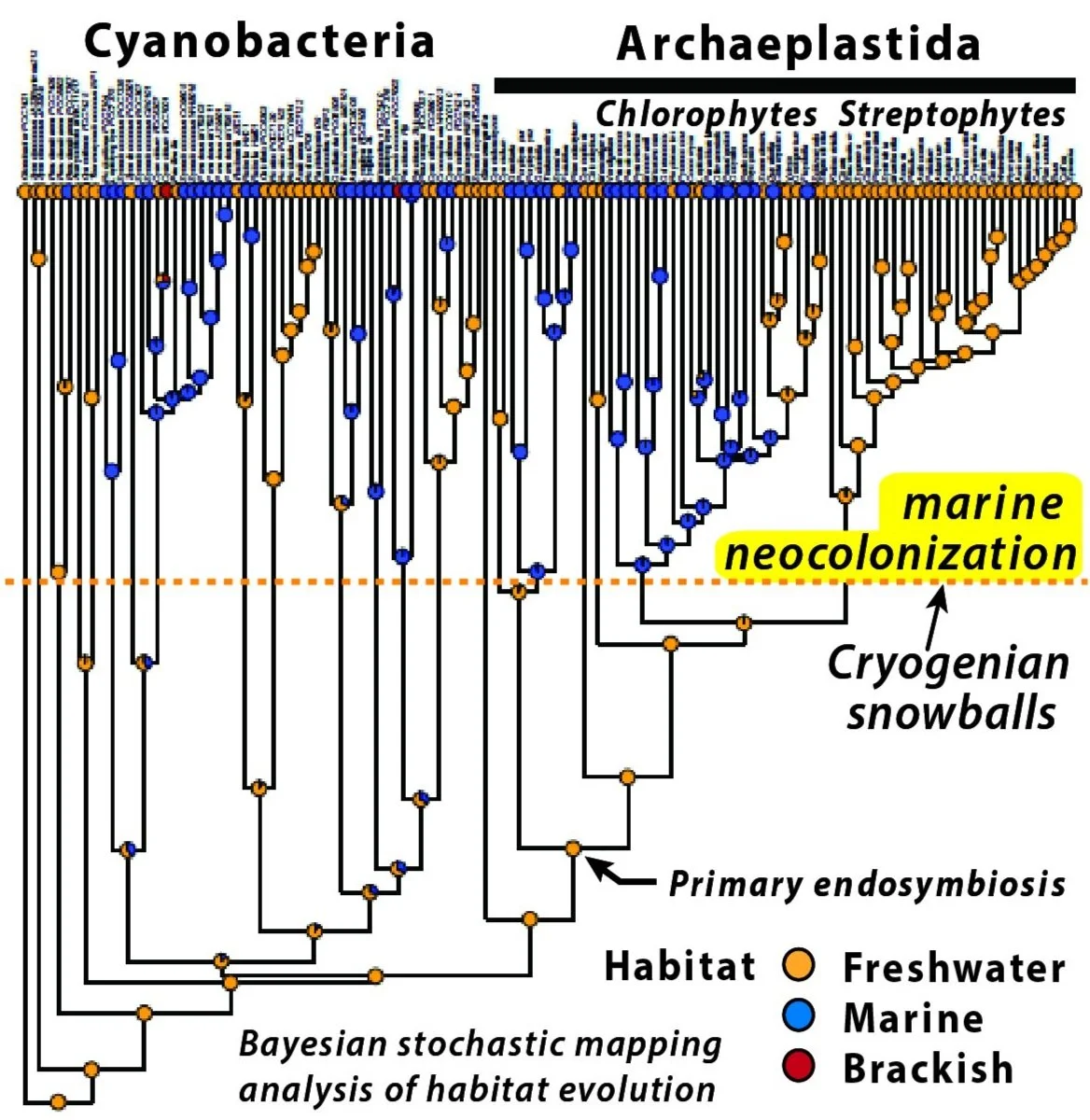 Paul Hoffman — Geology Bites