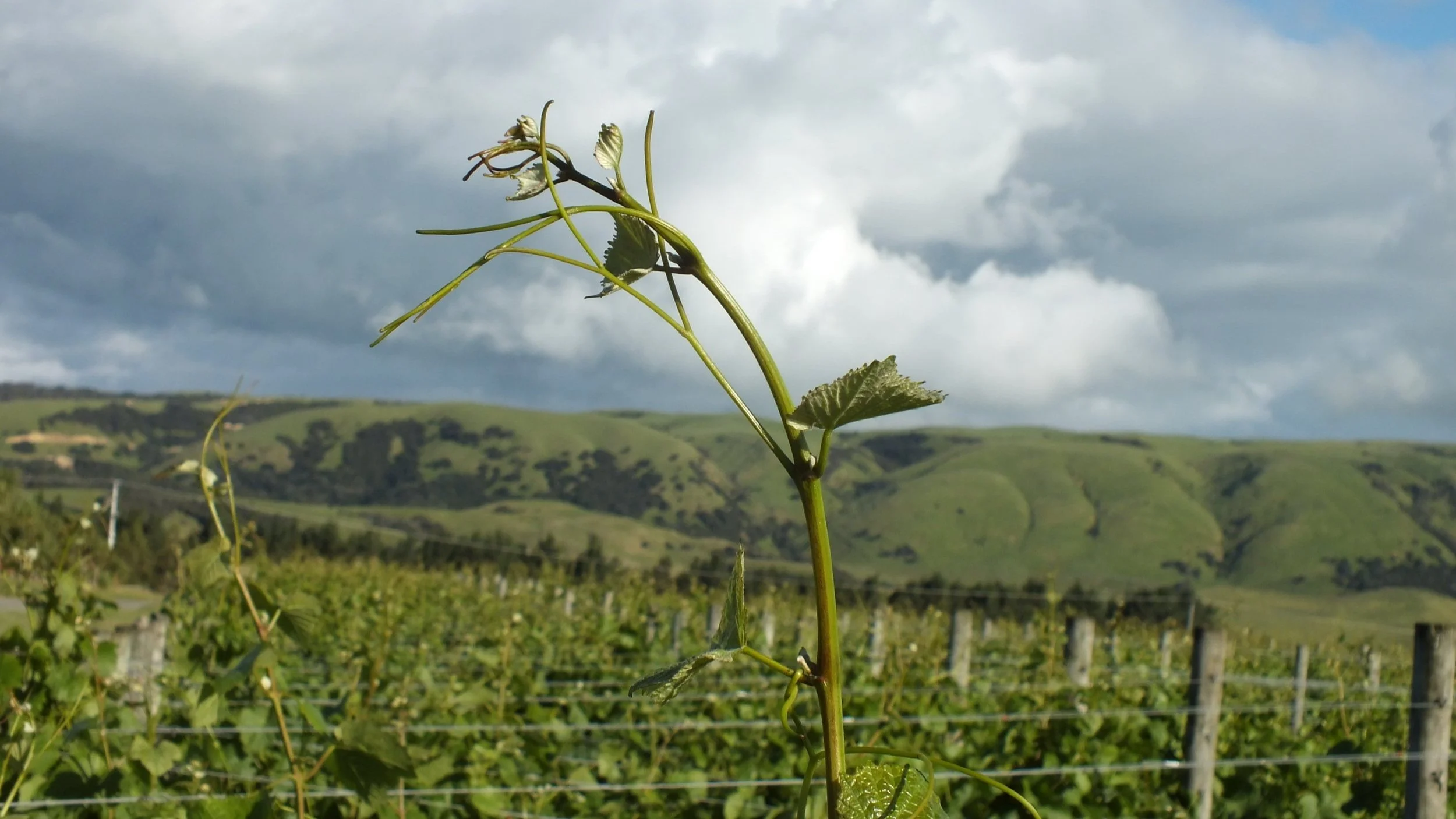 Equilibrium Makers Martinborough Wines