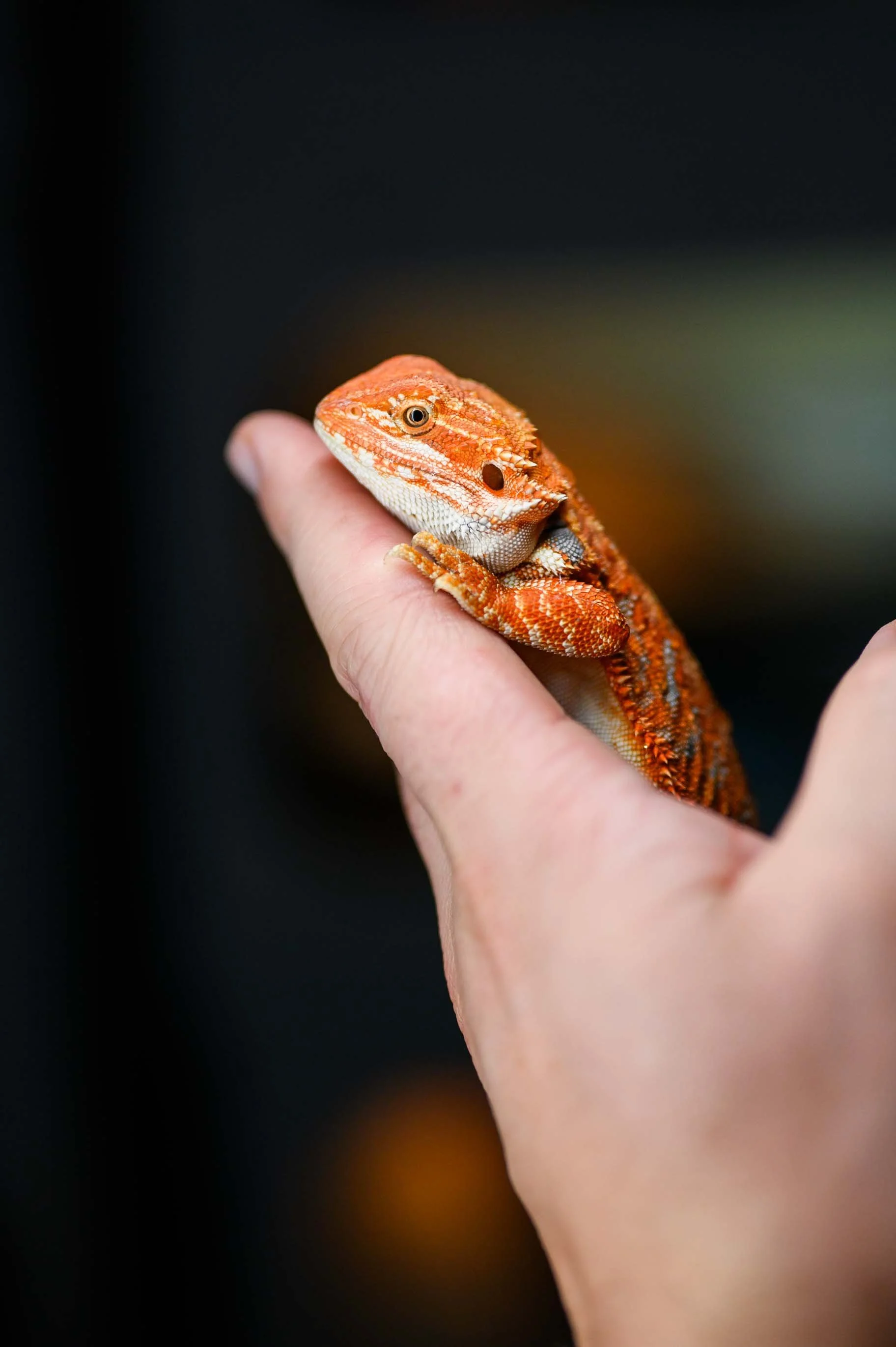 Store 1 — BIBLICAL DRAGONS