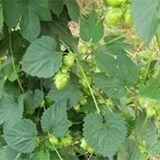 Tumalo Hops Company