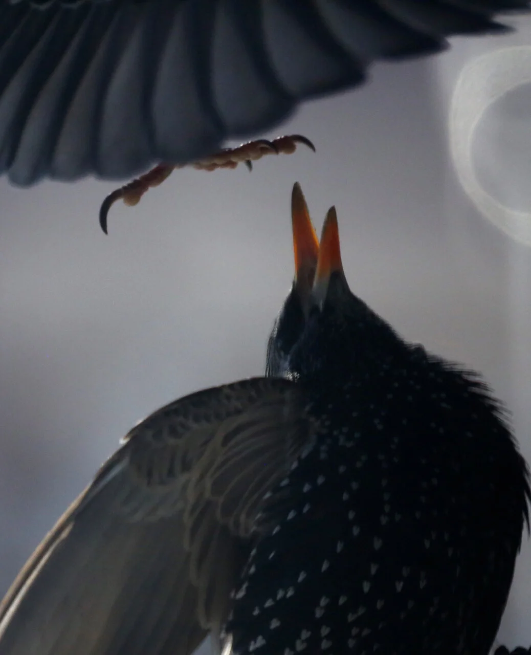 Non-Humans — John Baynard