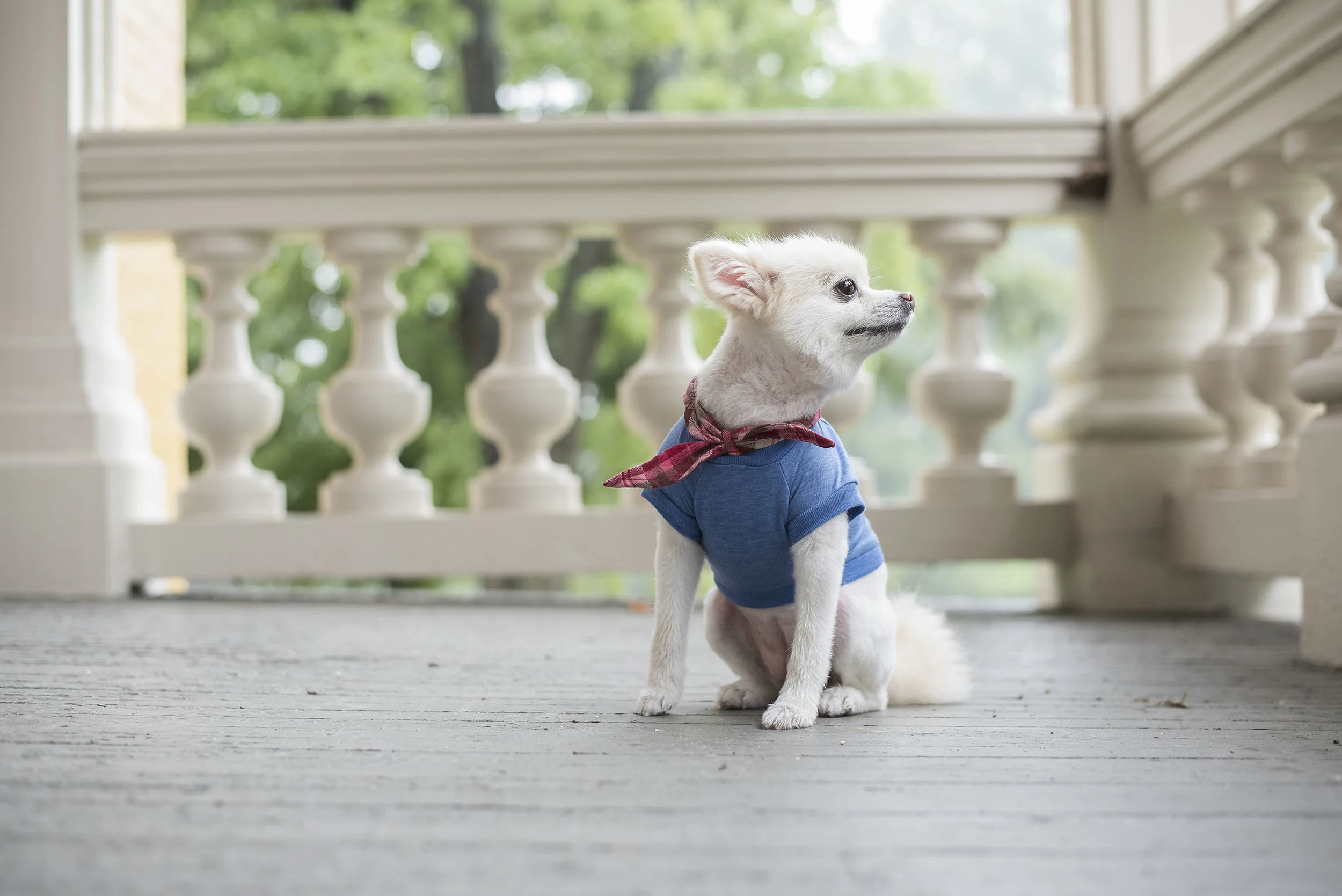 Molly the Muttnation model — Rural Gone Urban