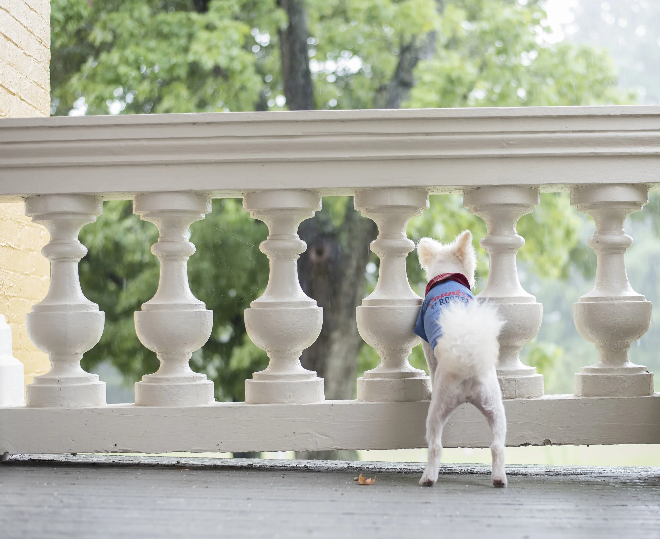 Molly the Muttnation model — Rural Gone Urban