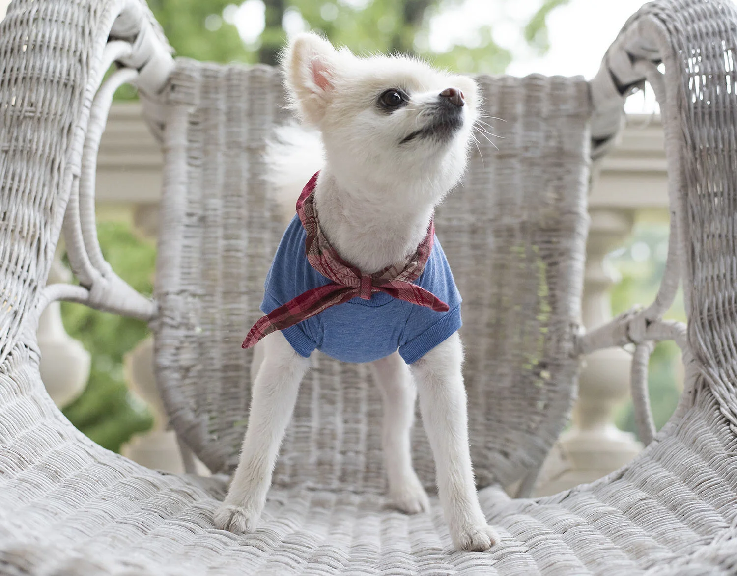 Molly the Muttnation model — Rural Gone Urban