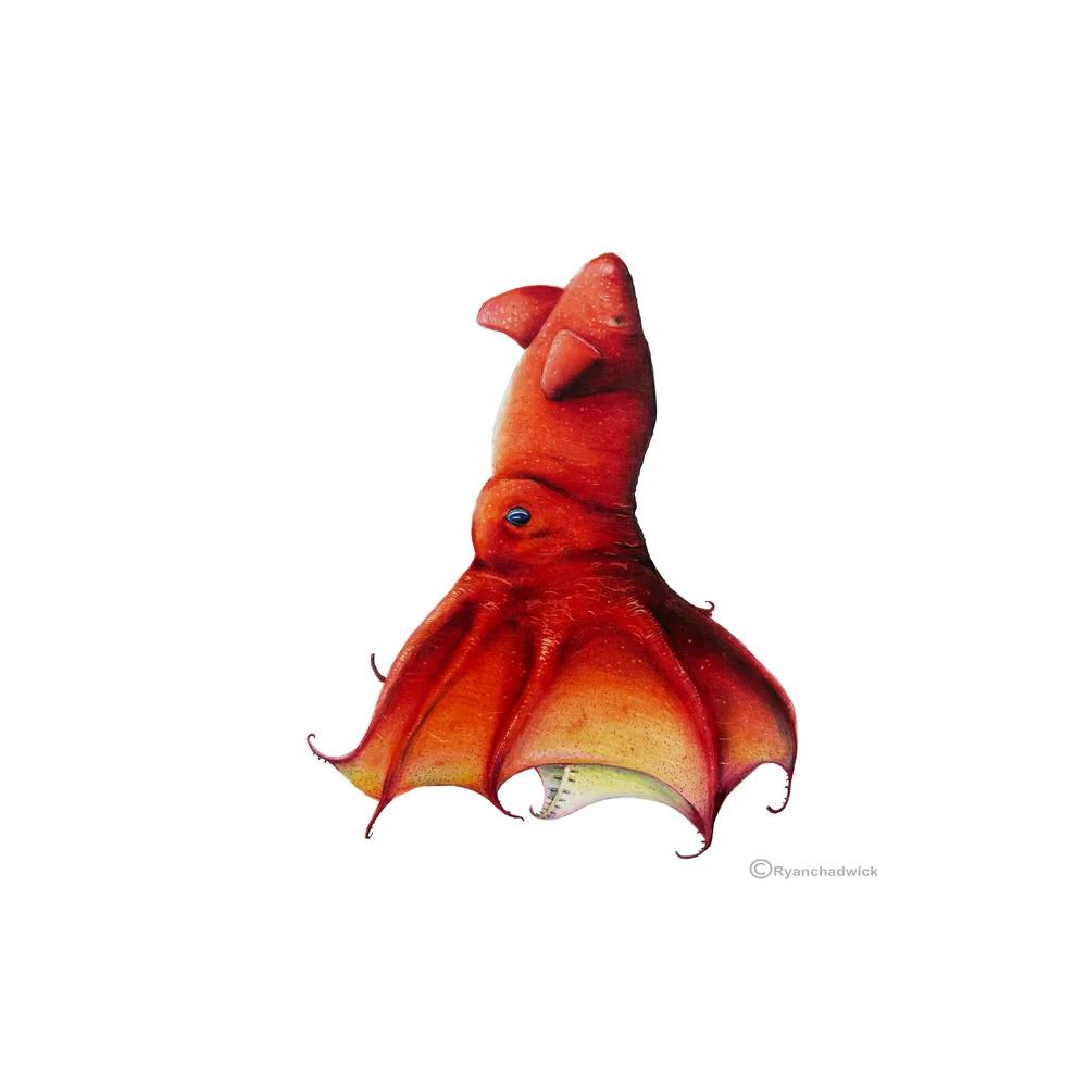 Vampire Squid Drawing