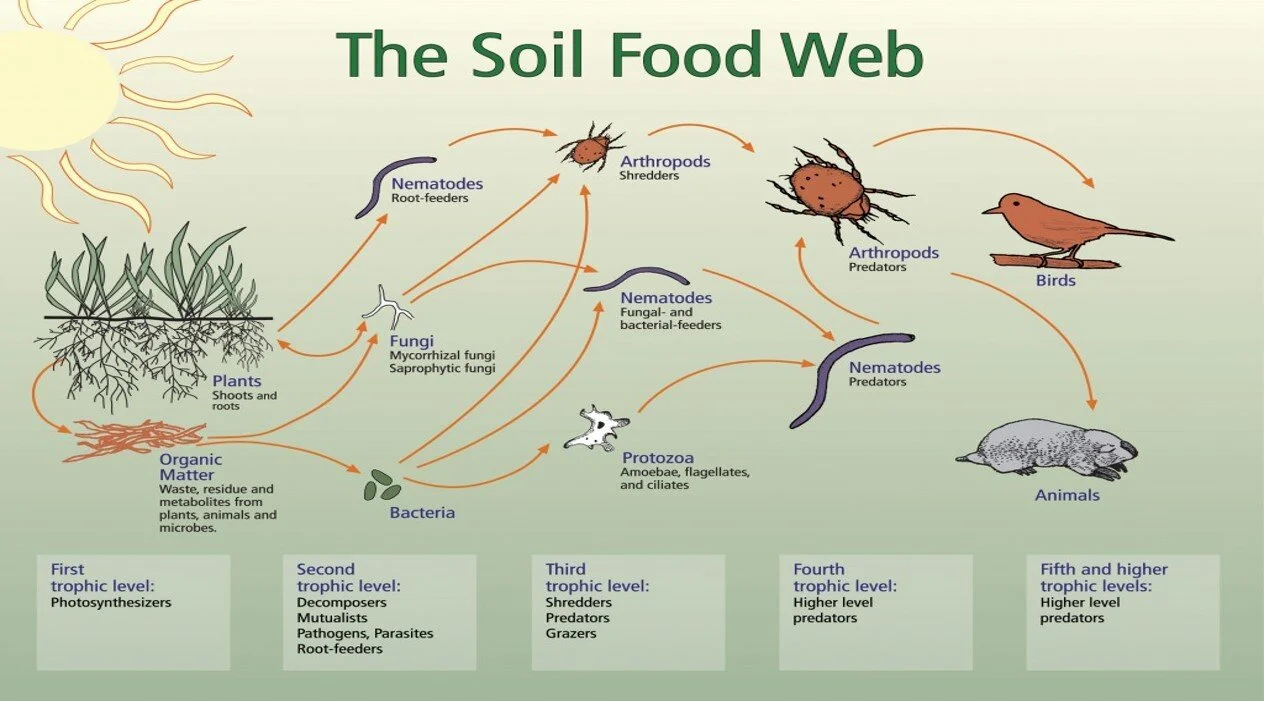 Soil Food Web — A Plant Diversity Company