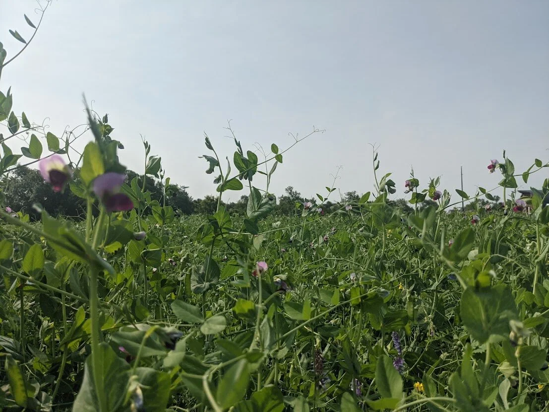 Forage Peas — A Plant Diversity Company