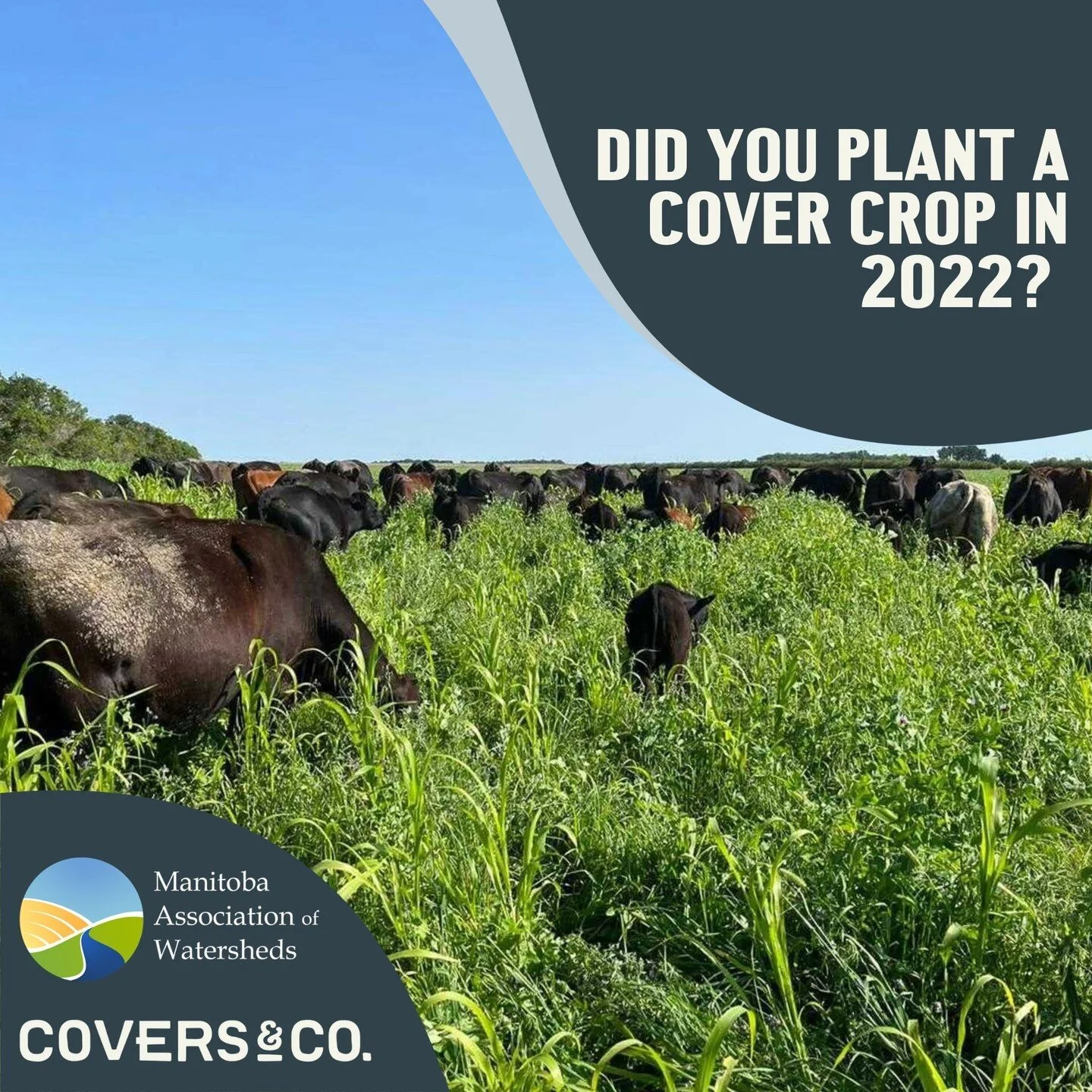 Covers & Co. - A Plant Diversity Company