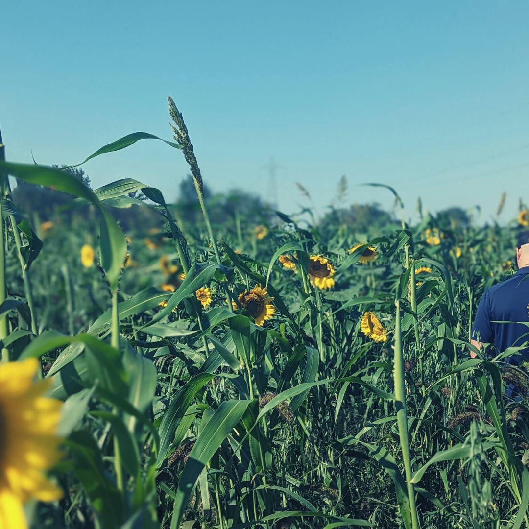 C4 Plants — A Plant Diversity Company