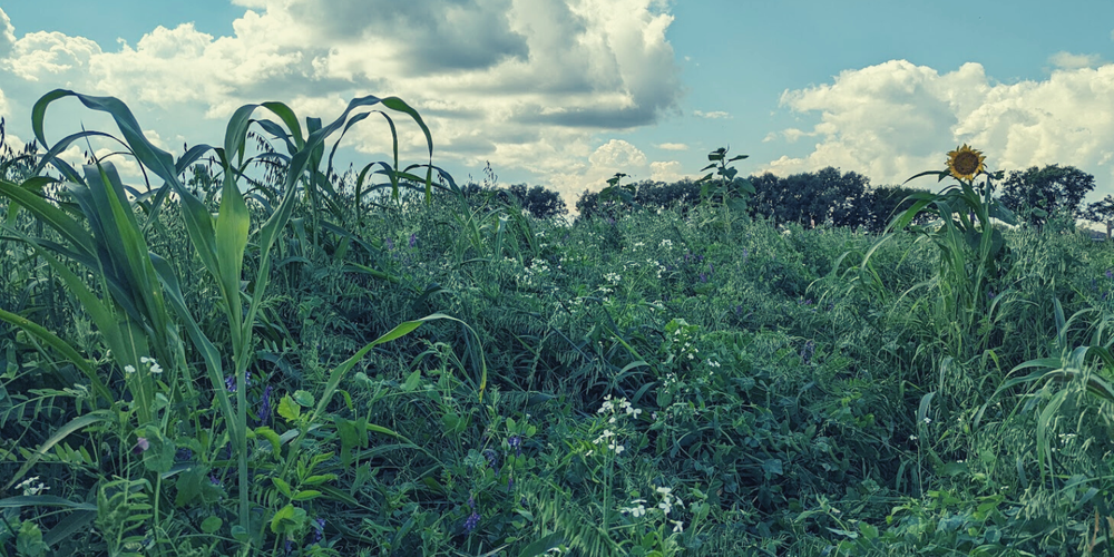 Full Season Cover — A Plant Diversity Company
