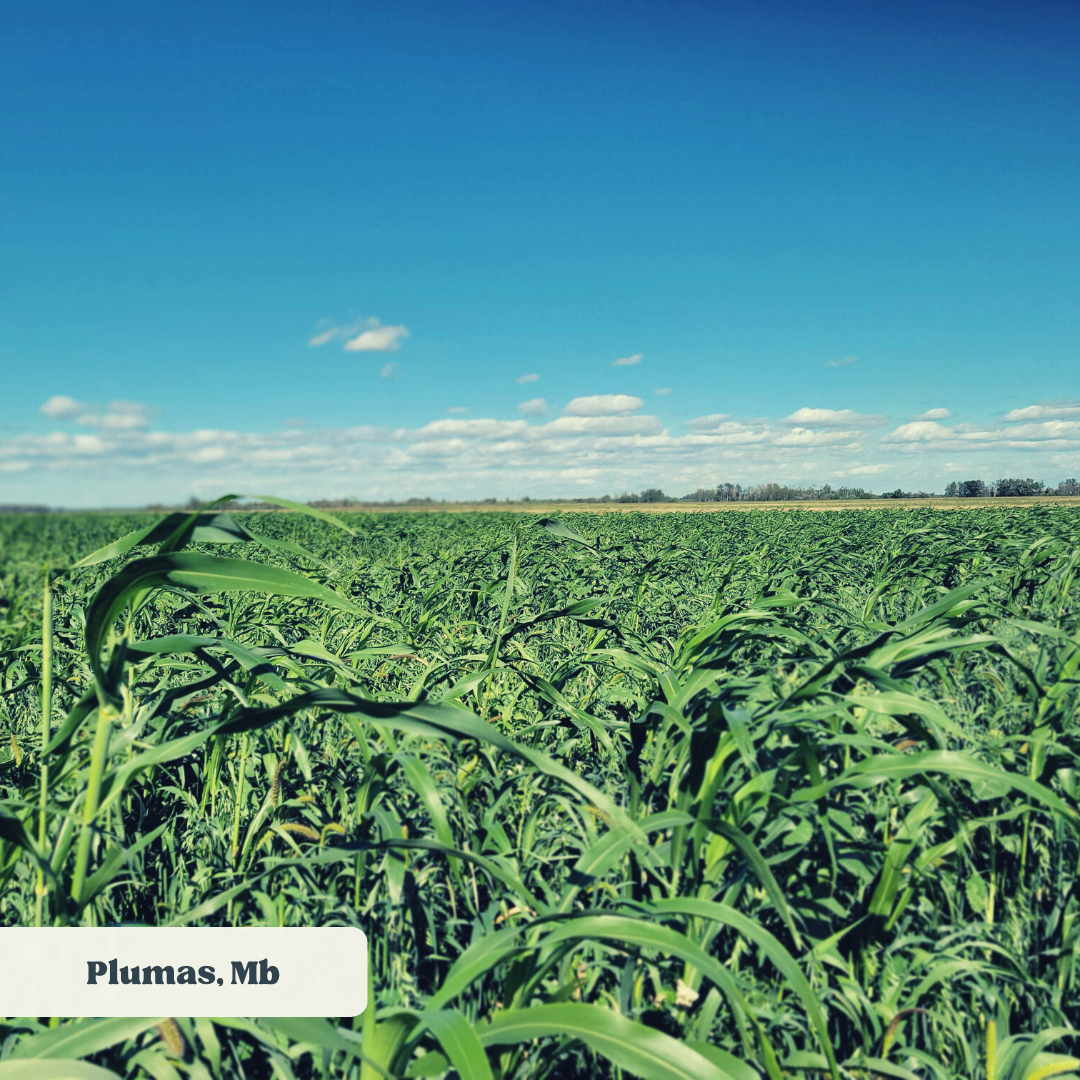 Full Season Cover — A Plant Diversity Company