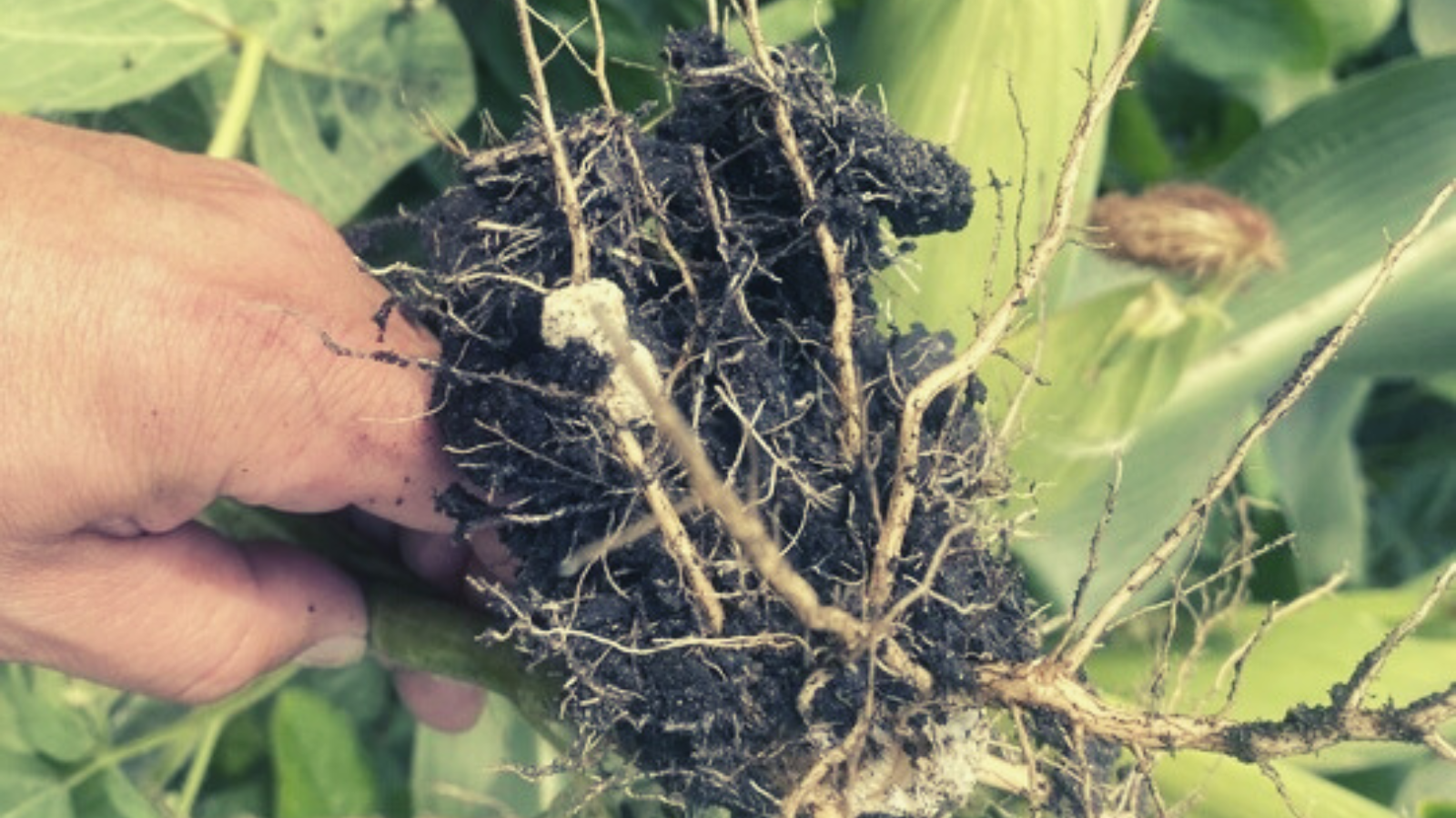 Forage Soybeans LS — A Plant Diversity Company