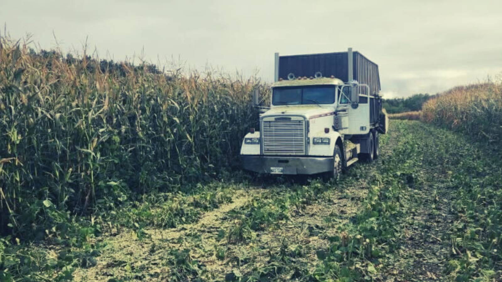 Forage Soybeans LS — A Plant Diversity Company