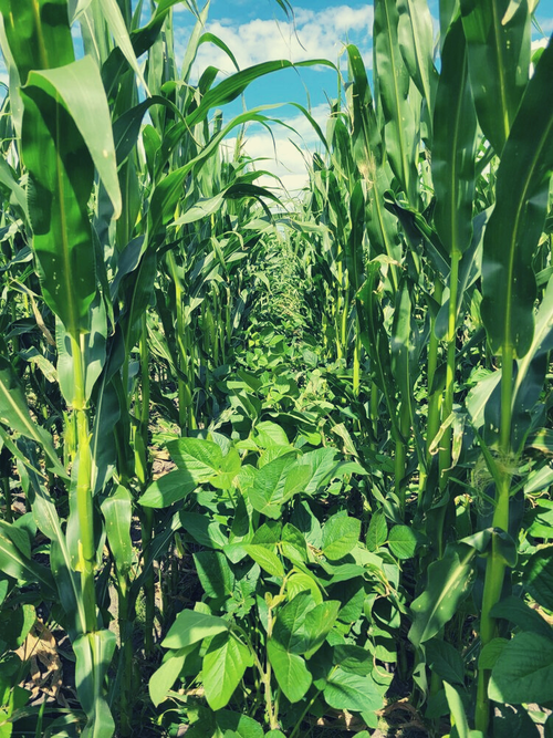 New Forage Soybeans for Corn Intercropping - Herbicide Option — A Plant ...