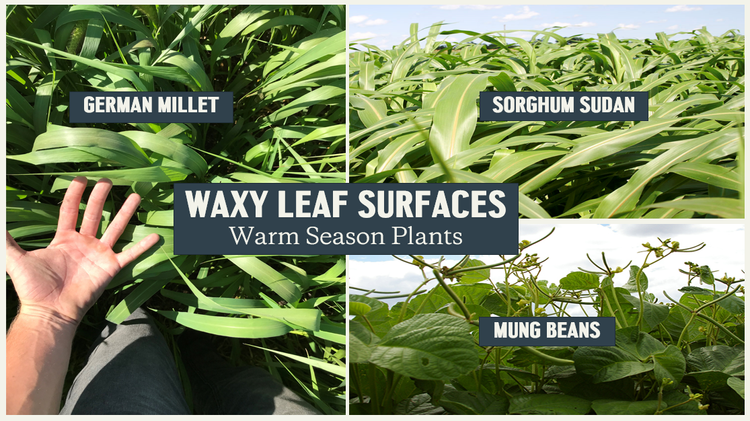 Warm Season Cover: Swath Grazing Tips — A Plant Diversity Company