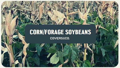 New Forage Soybeans for Corn Intercropping - Herbicide Option — A Plant ...