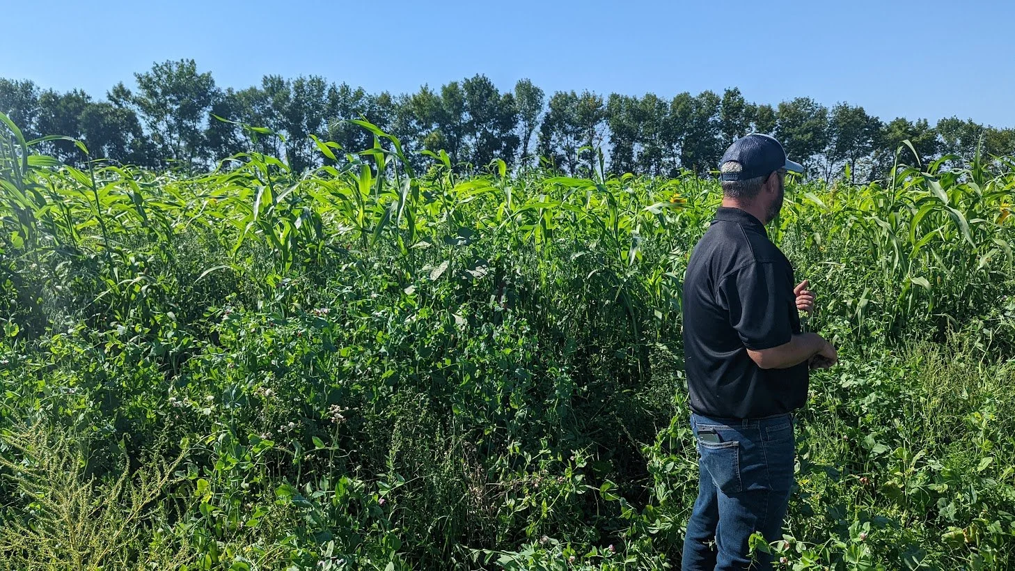 Warm Season Cover: Swath Grazing Tips — A Plant Diversity Company