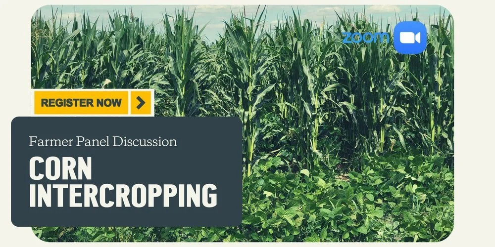 Forage Soybeans LS — A Plant Diversity Company