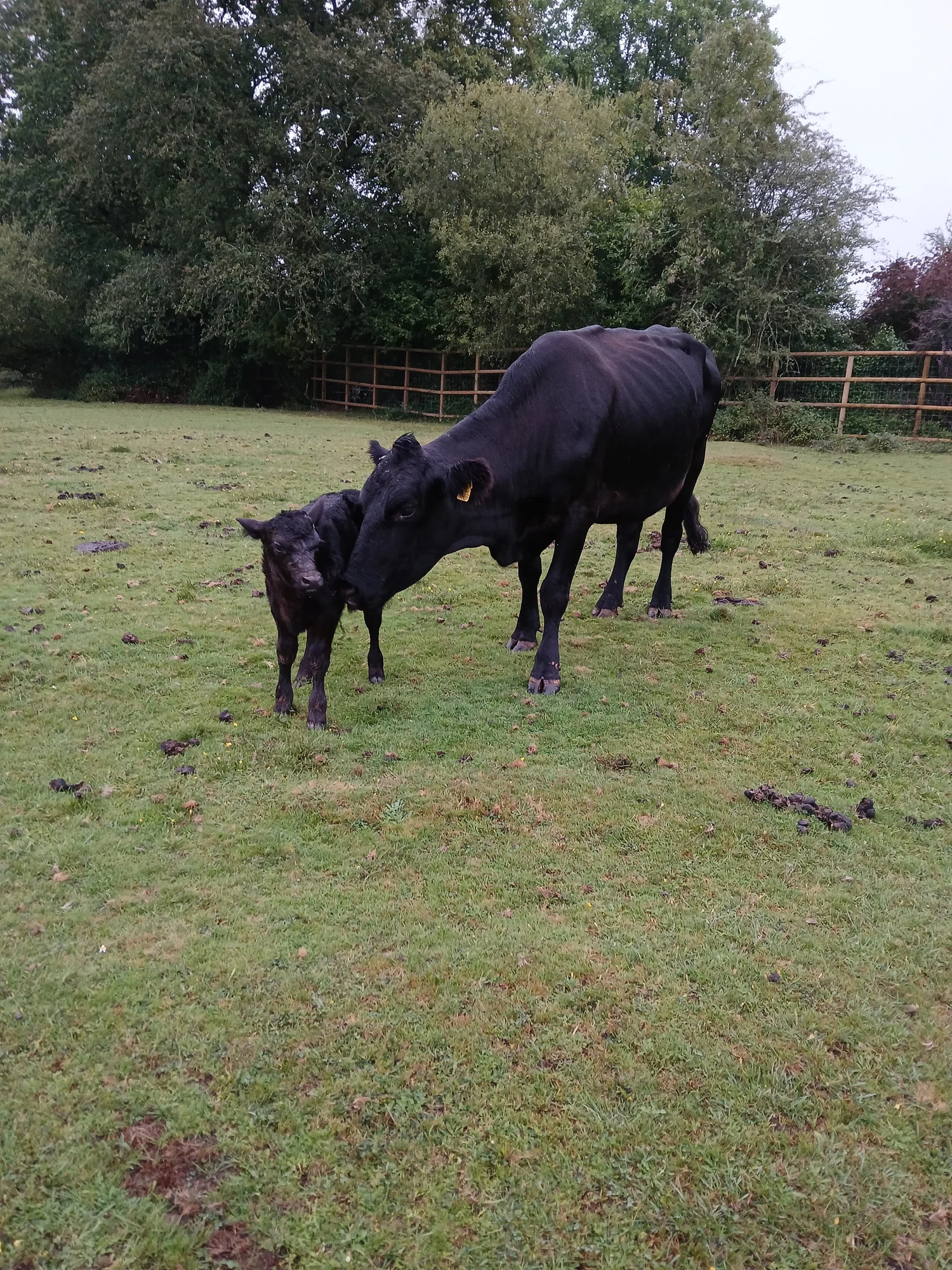 PROUD COWS BRING CALVES BACK TO FARM!