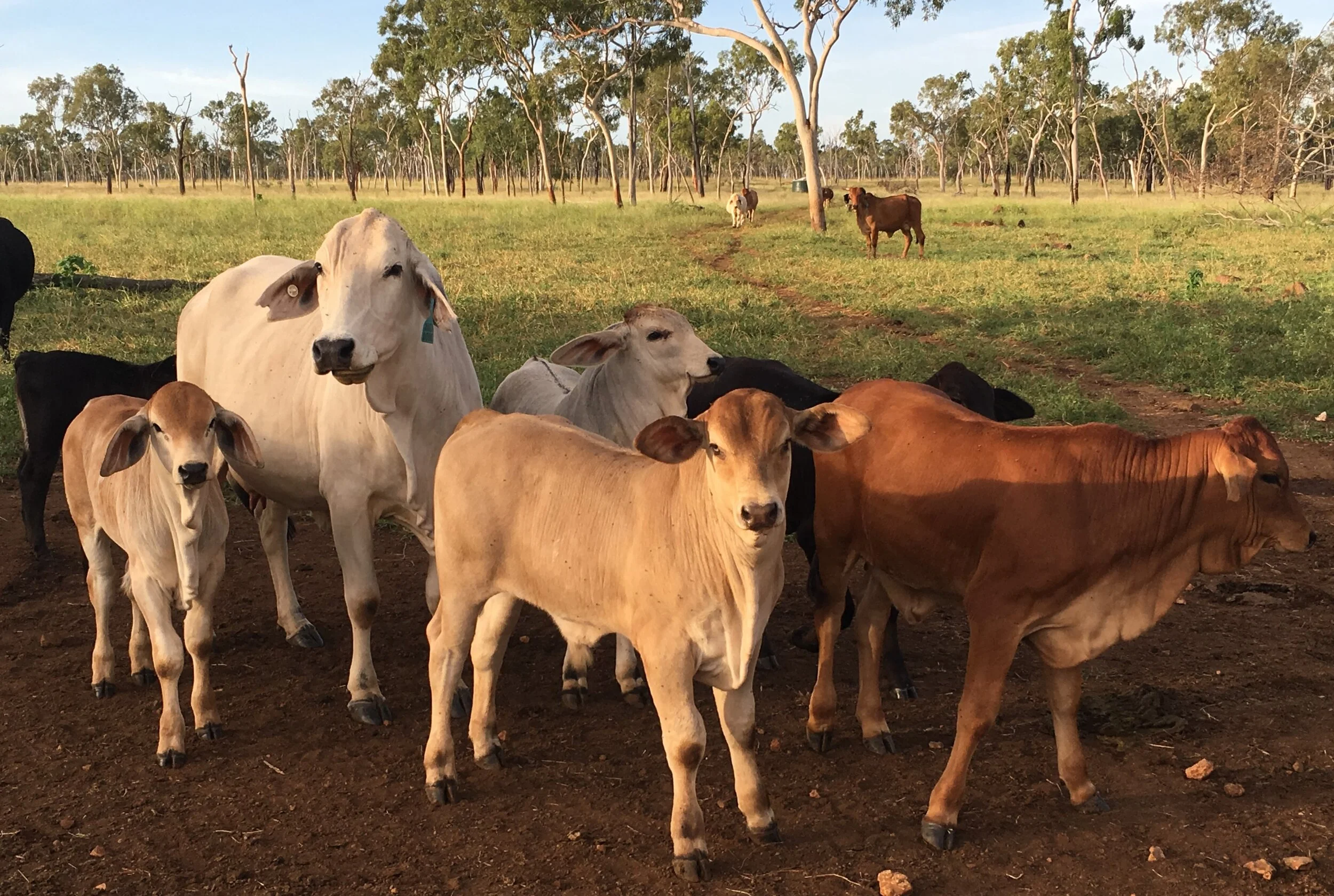 Paraway Pastoral Beef Herd Management Project — Corporate Carbon