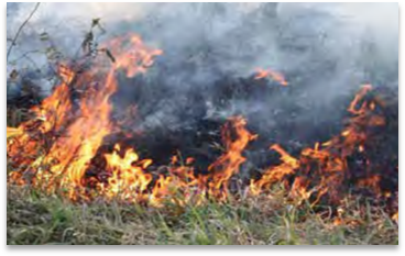 Wilinggin Fire Project — Corporate Carbon