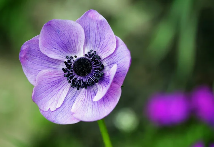 Why We Wear a Purple Poppy: Remembering the Animals Who Served on ANZAC ...