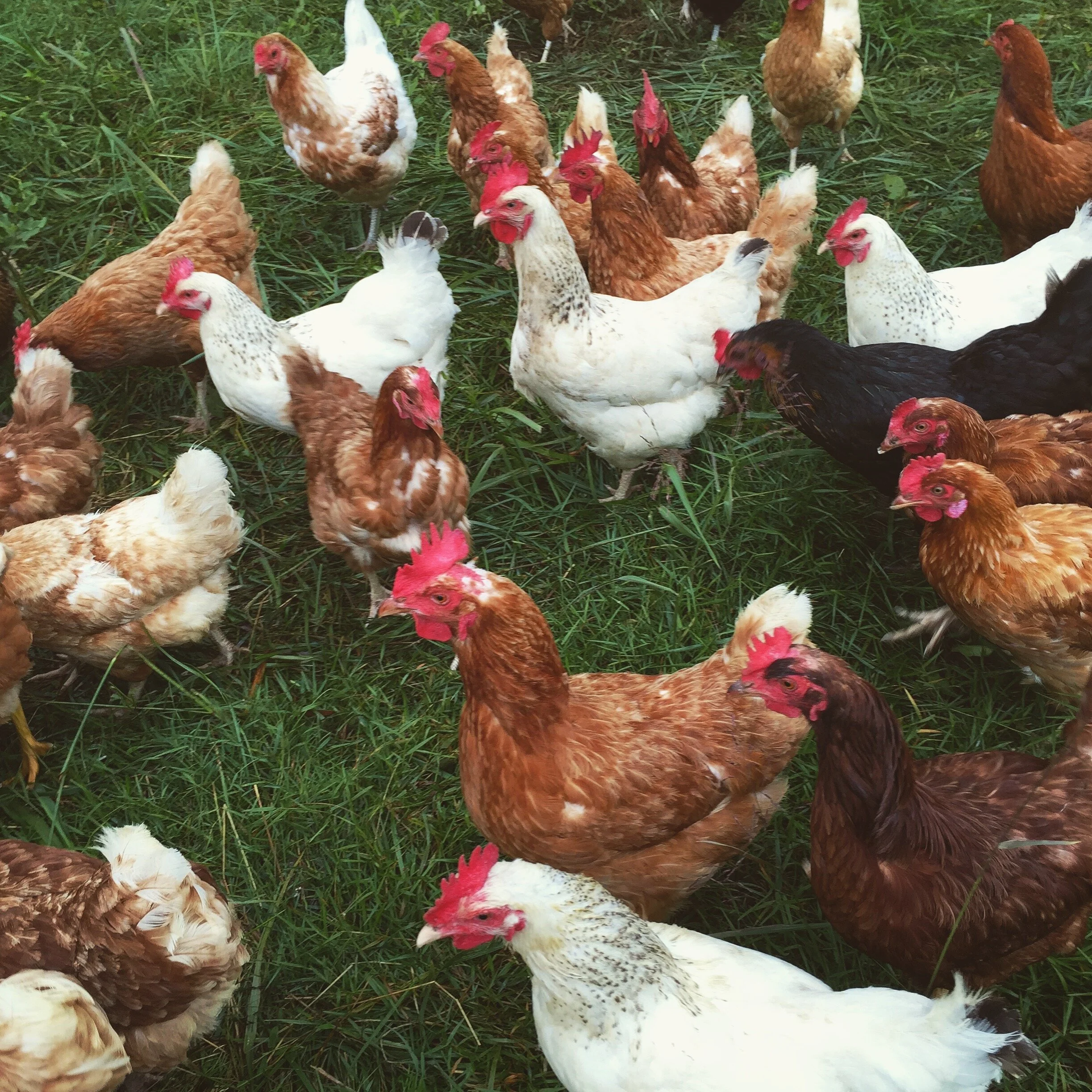 Products — River Oak Farm