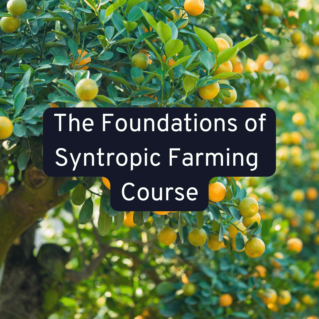 Syntropic Agroforestry Courses — Syntropia Syntropic Farming