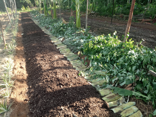 Syntropic Farming Podcasts and Videos — Syntropia Syntropic Farming