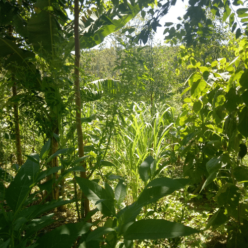 Syntropic Farming — Syntropia Syntropic Farming