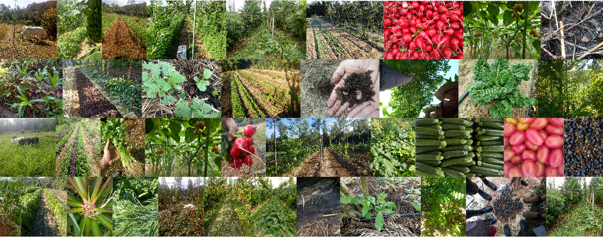 Syntropic Farming
