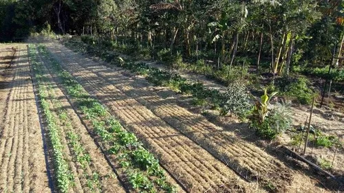 Syntropic Farming Courses