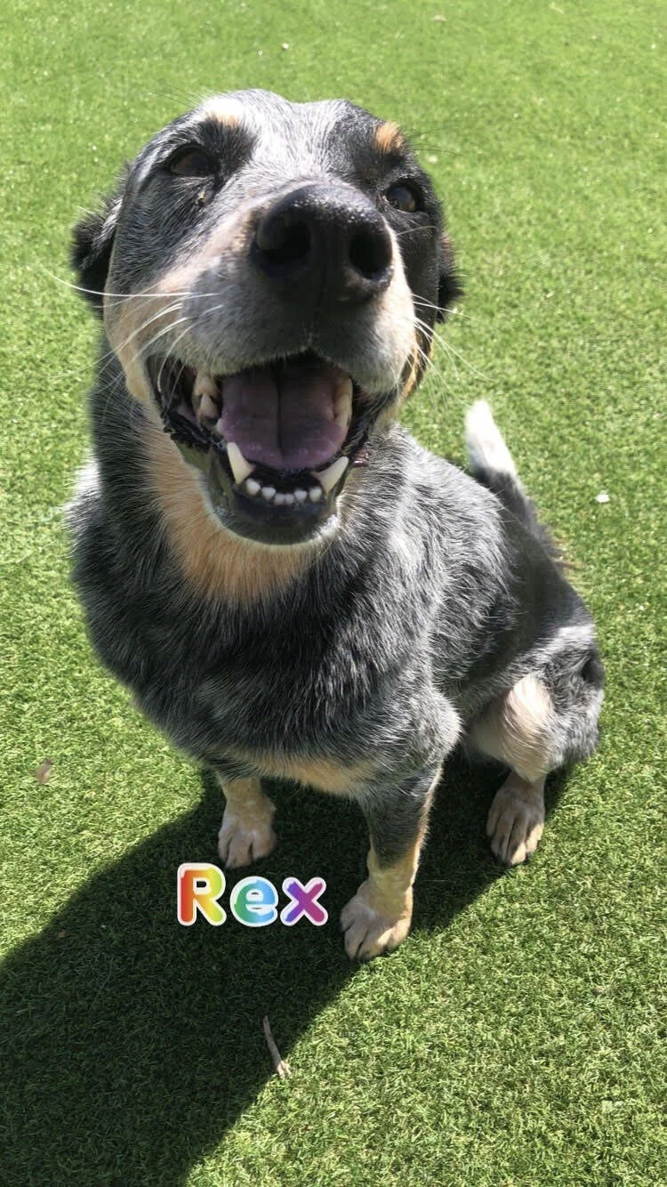 Gallery — Ruff Housing Kennels