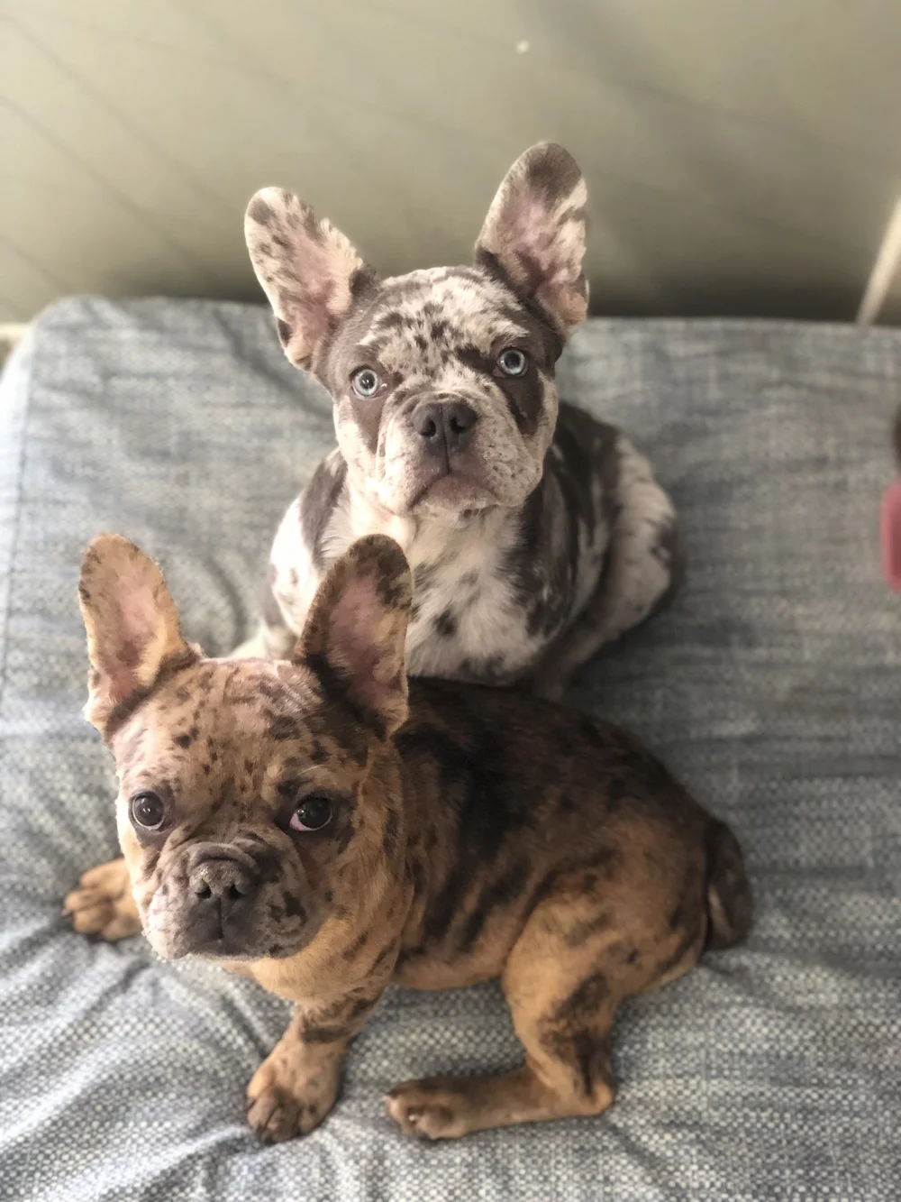 Ruff Housing Kennels