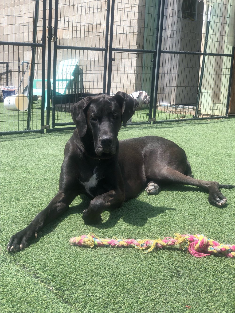 Scheduling — Ruff Housing Kennels