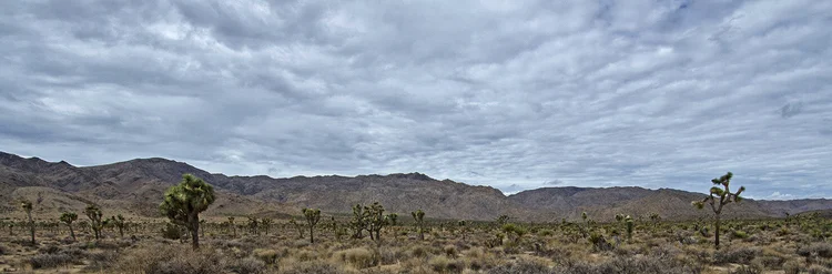 Samuelson’s Rocks - Joshua Tree National Park — Abandoned Places, Gold ...