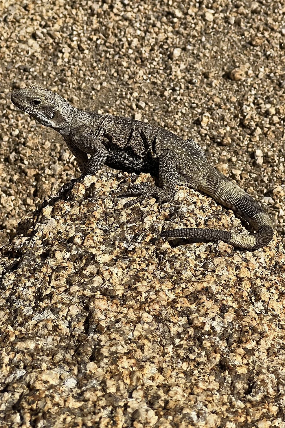 The Sanctuary of the Rock People - Joshua Tree National Park ...