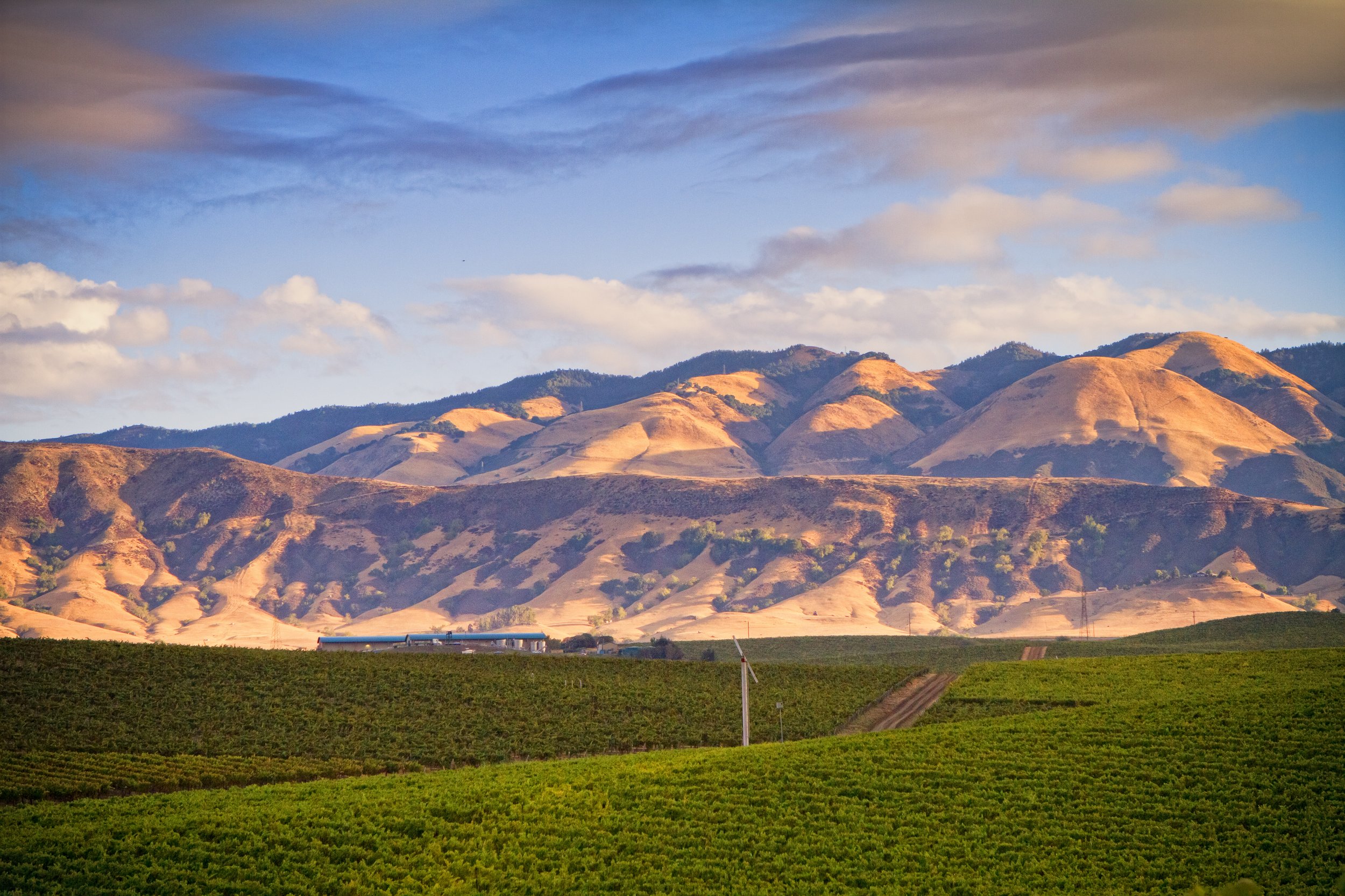 Beautiful Stranger — Cadre Wines