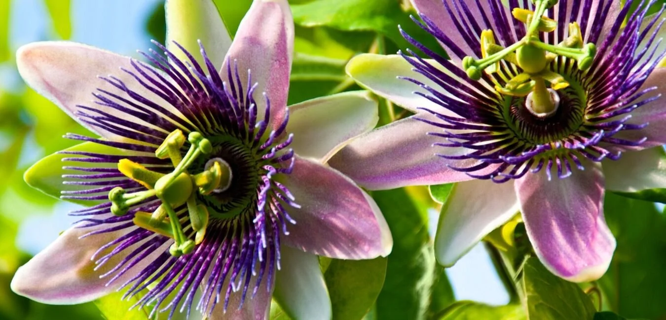 Appointments — Dr. Lisa Polinsky - Naturopathic Doctor in Victoria BC ...