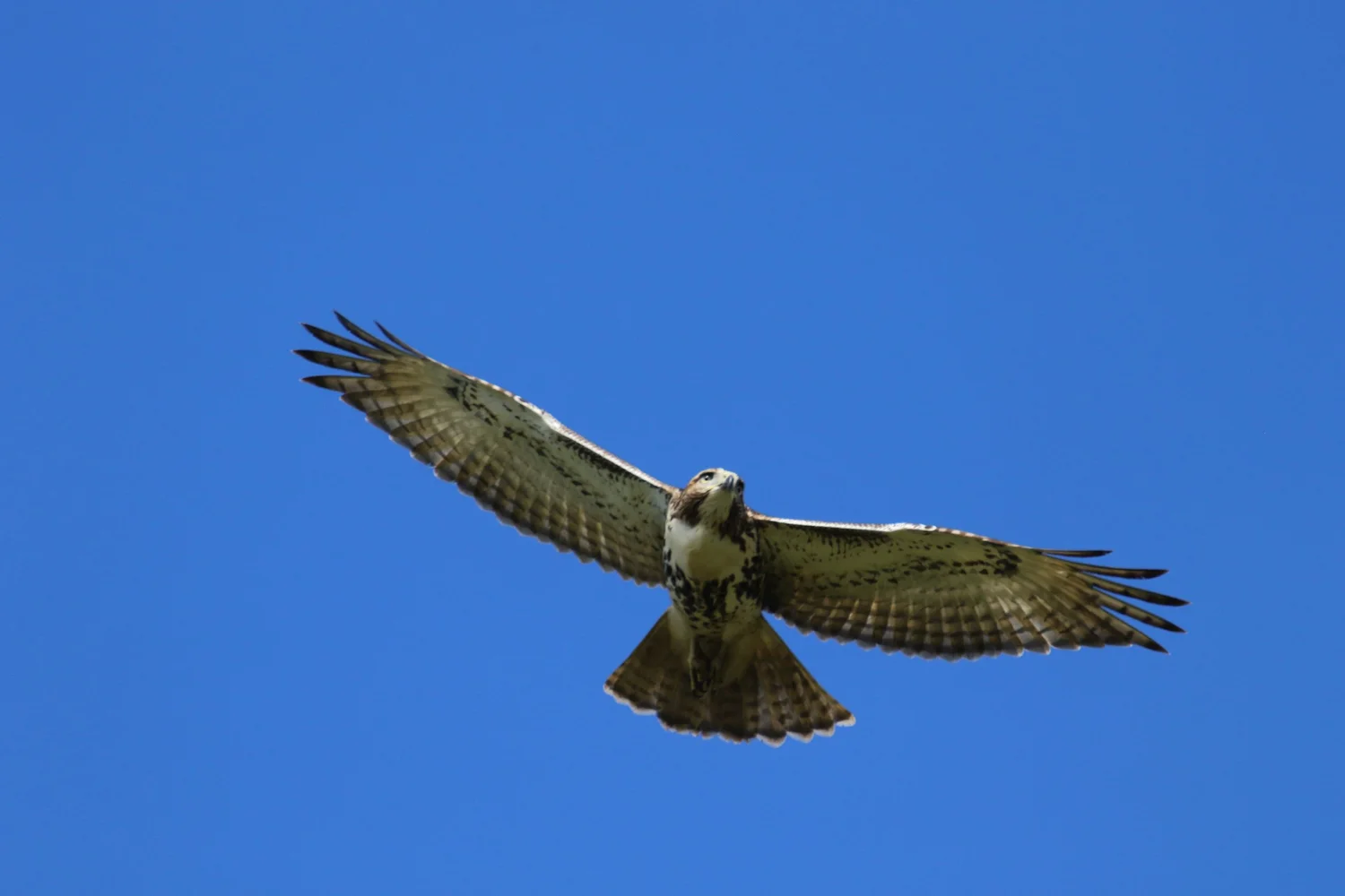 Hawk Identification — Allegheny Plateau Audubon Society