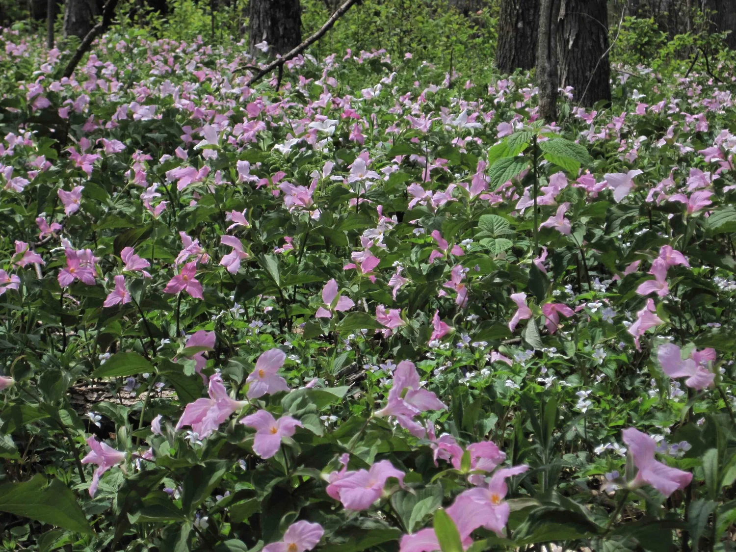 Easy Trails — Wintergreen Property Owners Association