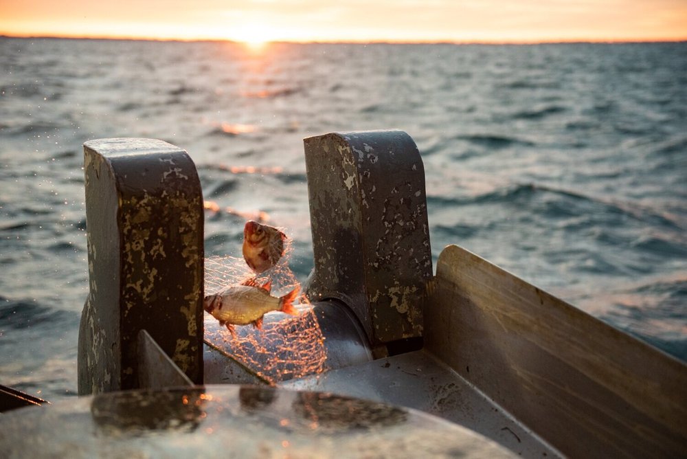 Fisherfolk Toronto Fish Market - Home Seafood Delivery